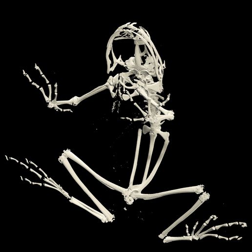 🐸 FROG AMPHIBIAN TREE FROG FROG MARSH FROG FROG SKELETON BENES ANATOMY ...