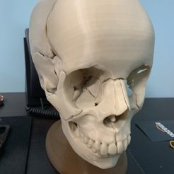 3D printing Full Size Anatomically-Correct 18-Piece Magnetic Human ...