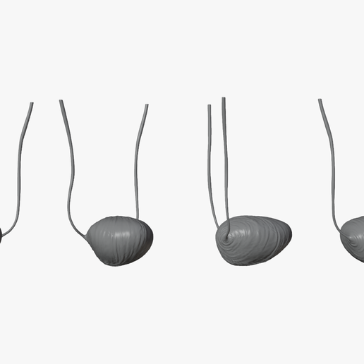 3D file Bladder Anatomy ⚕️ ・3D print object to download・Cults