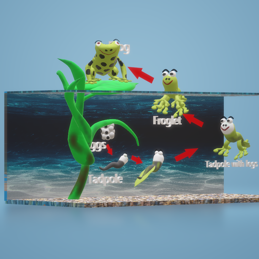 🐸 Life cycle of a frog・ 3D File for ・Cults