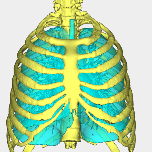 STL file Ribs with lungs 🫁 ・Design to download and 3D print・Cults
