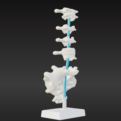 💊 3D Vertebrae Anatomy Model Set with Stand・ STL File for 3D printing・Cults