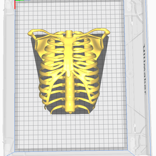 🎒 3D Model of Ribs Cage・ STL File for ・Cults