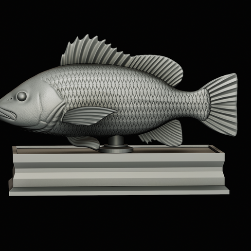 🐠 fish mangrove jack / mangrove red snapper / Lutjanus argentimaculatus ...