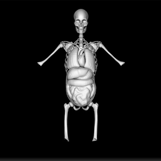 STL file Human Organs Model - 3D Organ Print - Anatomy Organ STL ...