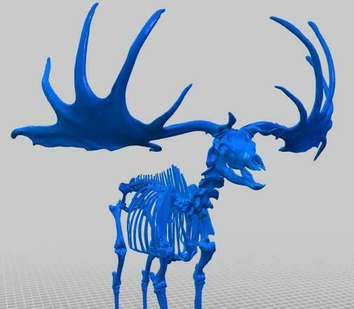 deer skeleton 3d