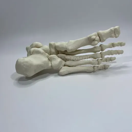 foot bones anatomy 3d