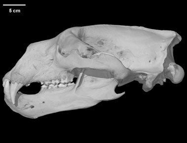 🐻 Ursus maritimus, Polar Bear skull・Free STL File for ・Cults