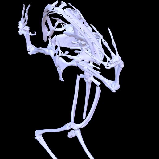 STL file Gopher Frog Skeleton TOAD AMPHIBIAN TADPOLE ANIMAL ANATOMY 3D MODEL WATER OCEAN RIVER 🐸 ...