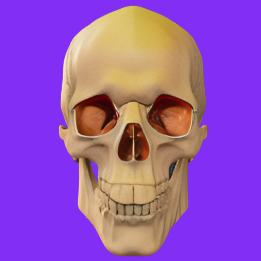 💀 Realistic Human Cranium・ STL File for 3D printing・Cults