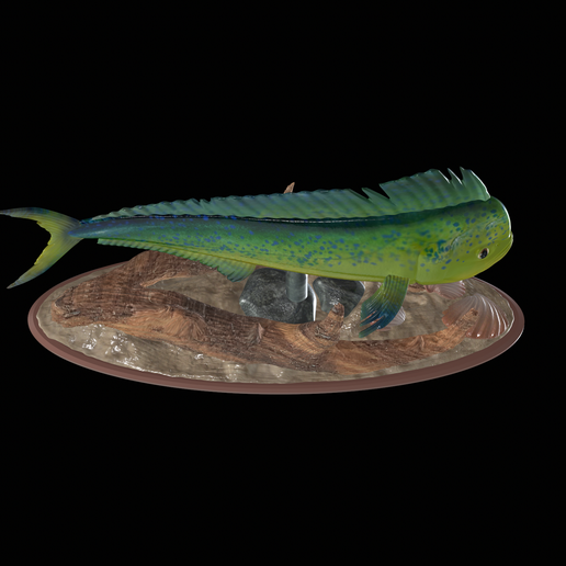 🎏 mahi mahi / Coryphaena hippurus 2.0 underwater statue detailed ...