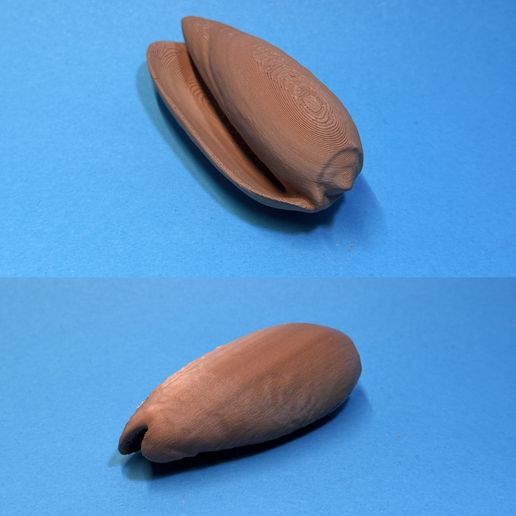 🐚 6 scanned shells - shell - shell・Free STL File for 3D printing・Cults