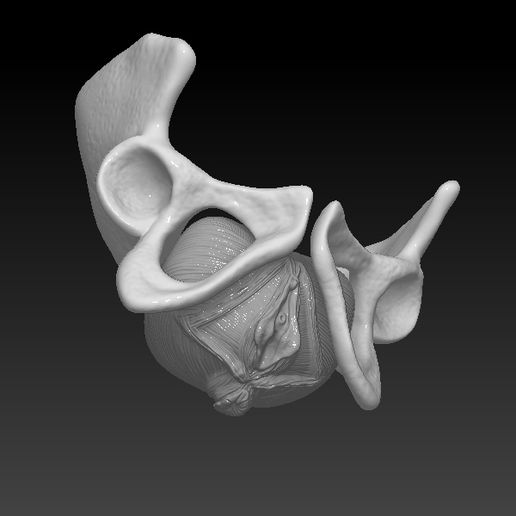 ♀️ Pelvis and female genital organ 3d pelvic bone・ STL File for 3D ...