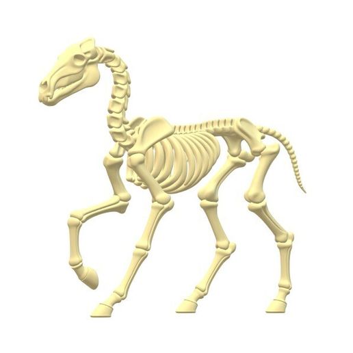 🐎 Horse Skeleton STL – Realistic Animal Bones 3D Model | Anatomical ...
