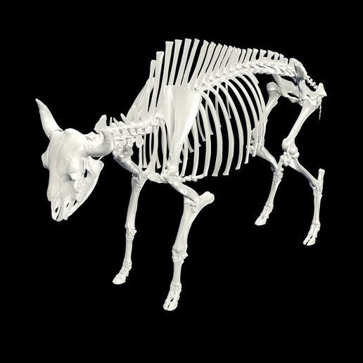 🦬 BISON ANATOMY Skeleton BONES HEAD MOUTH TEETH NOSE NECK JAW・ STL File ...