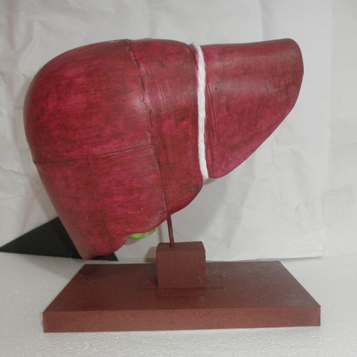 arquivo STL human liver 🎨 ・Modelo para baixar e imprimir em 3D・Cults
