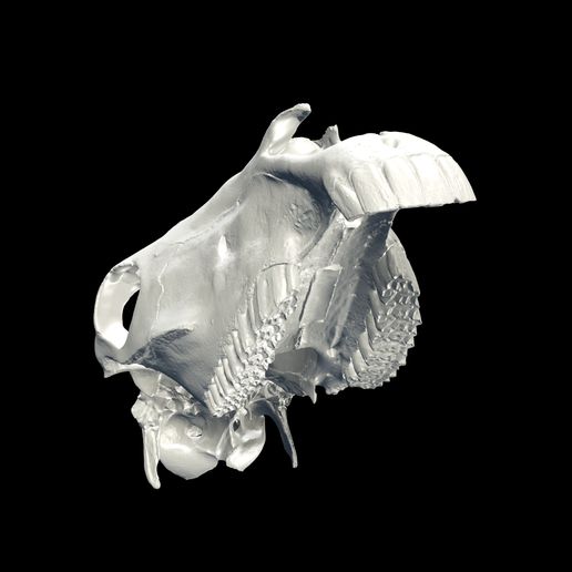 💀 SKULL Mule DONKEY GOAT ANATOMY Skeleton BONES HEAD MOUTH TEETH NOSE ...