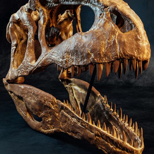 🦖 Giganotosaurus dinosaur skull・ STL File for 3D printing・Cults