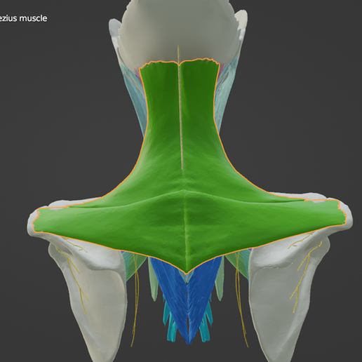 🦴 NECK AND SPINE ANATOMY WITH MUSCLES, VERTEBRAL ARTERY AND VEIN, NERVE, SPINAL CORD, BRACHIAL ...