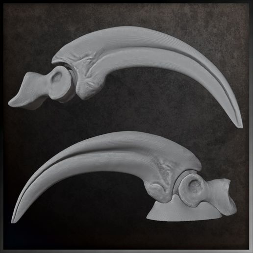 🦖 Pyroraptor Raptor Claw・Free STL File for 3D printing・Cults