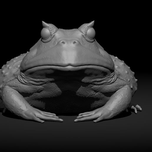 OBJ file Surinam Horned Frog/Ceratophrys Cornuta 🐸 ・3D printer design ...