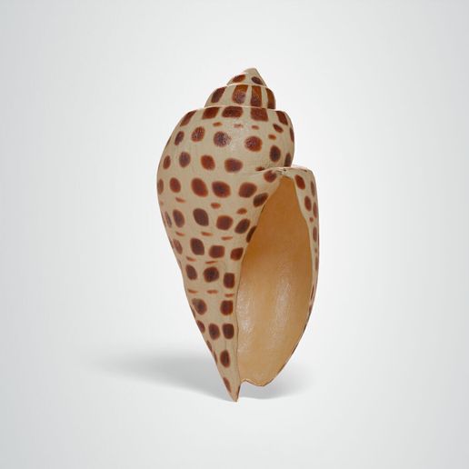 🐚 Junonia Shell・ STL File for 3D printing・Cults