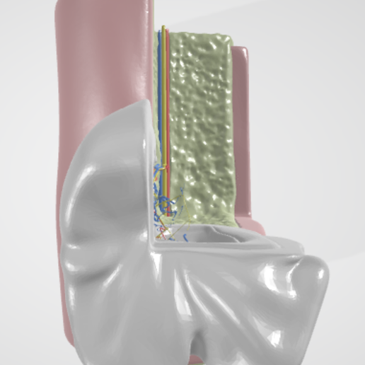 🦷 DEEP ANATOMY OF TOOTH・ STL File for 3D printing・Cults