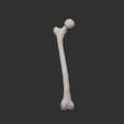 🦴 Human femur・Free STL File for ・Cults