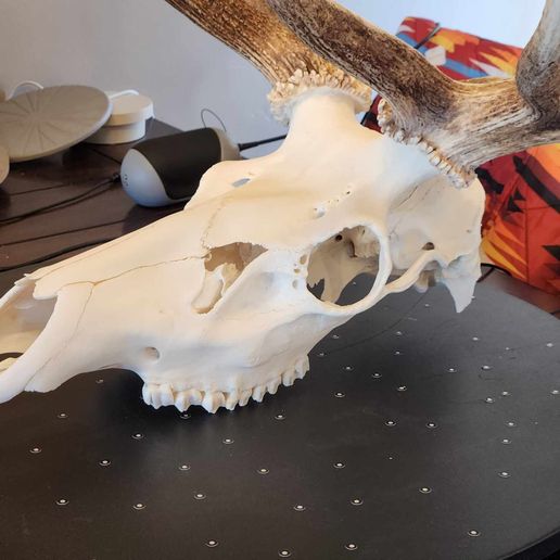 elk skeleton 3d