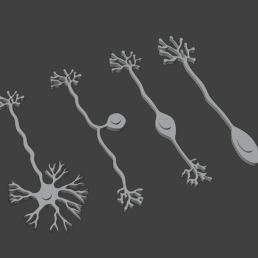 🎒 Neuron types・ STL File for 3D printing・Cults