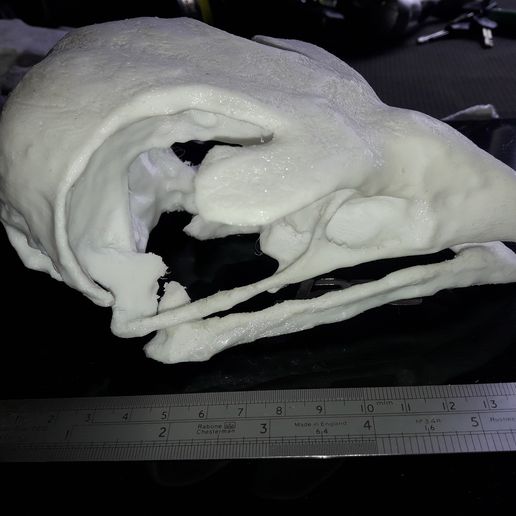 💀 Buzzard Skull Buteo buteo・ OBJ File for 3D printing・Cults