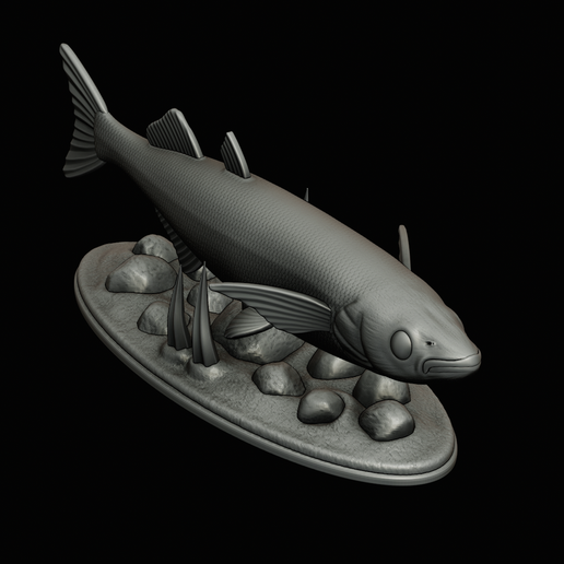 🐠 fish pejerrey / Odontesthes bonariensis natural base detailed texture ...