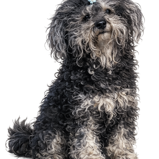 🐩 Poodle 008・ STL File for 3D printing・Cults