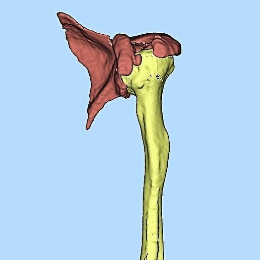 🩻 Humerus with Scapula 3D SEGMENTED MODEL・ STL File for 3D printing・Cults