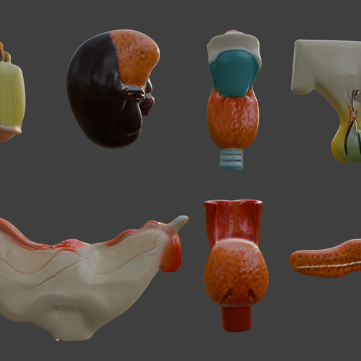 🩻 3D Complete Endocrine Gland Set Anatomy Model・ STL File for 3D ...