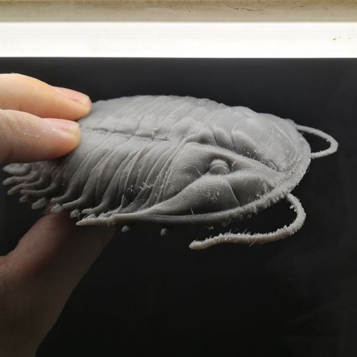 🐉 TRILOBITE COLLECTIBLE・ OBJ File for 3D printing・Cults