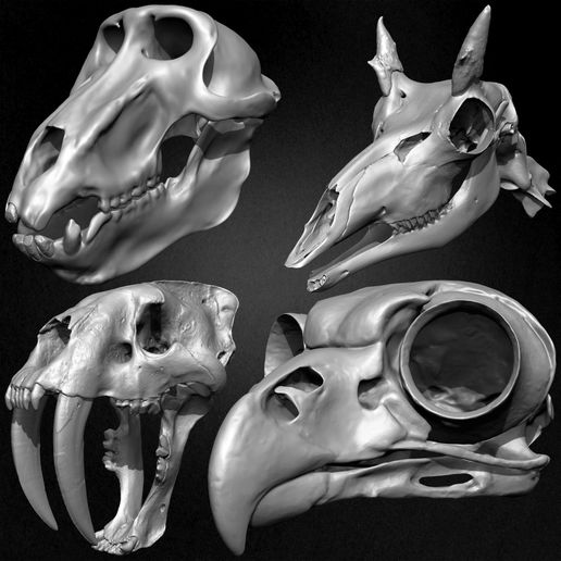 🐆 20 Animal Skulls Collection Volume 03・ 3D File for 3D printing・Cults
