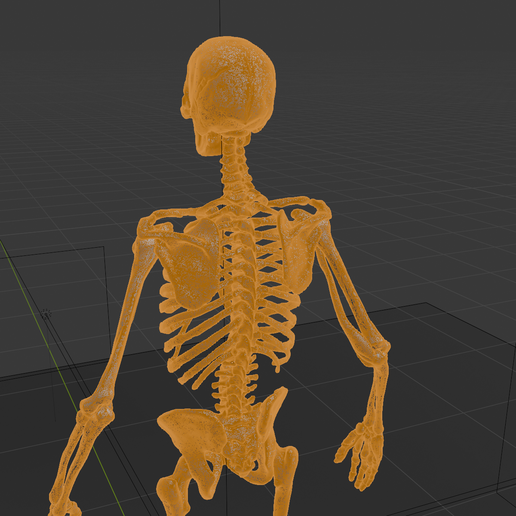 Realistic Human Skeleton 3D Model 🦴 | High-Quality Anatomy Reference ...