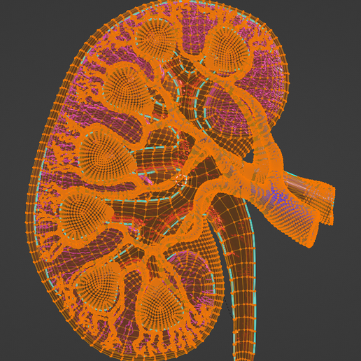 3D Model of Human Kidney cross section・ STL File for 3D printing・Cults