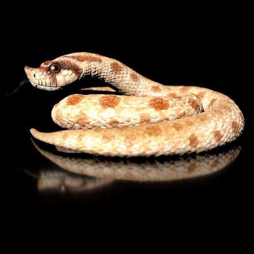 3D-Datei Heterodon nasicus - Westliche Hakennasennatter-STL 3D-Model ...
