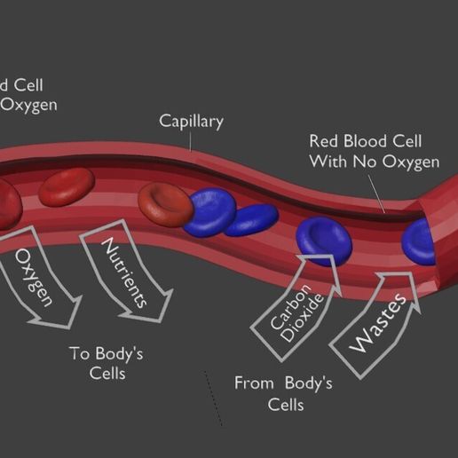 STL file 3D Model of Capillary Cross Section (OBJ)・3D printable model ...