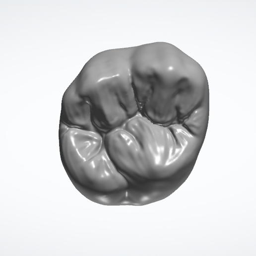 🦷 Maxillary First Molar Anatomy・ STL File for ・Cults