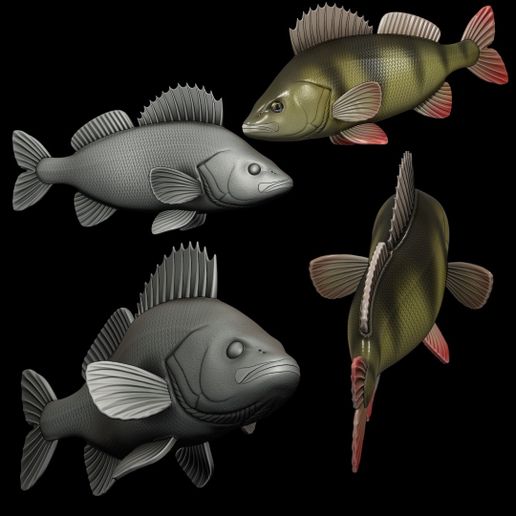 🐠 FISH EUROPEAN PERCH / PERCA FLUVIATILIS real size in motion fish ...