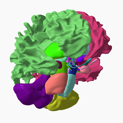 arquivo 3D CLUSTER OF NEURAXIS SEGMENTED BRAIN PART 🧠 ・Design para ...