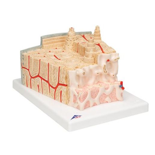 🦴 Microanatomy Bone Structure Anatomy Model・ STL File for 3D printing・Cults