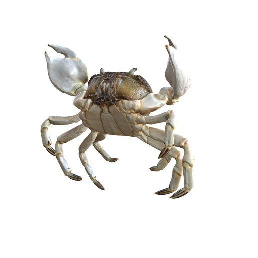 STL file CRAB CRUSTACEOUS CRAB AMPHIBIAN TADPOLE ANIMAL ANATOMY 3D ...