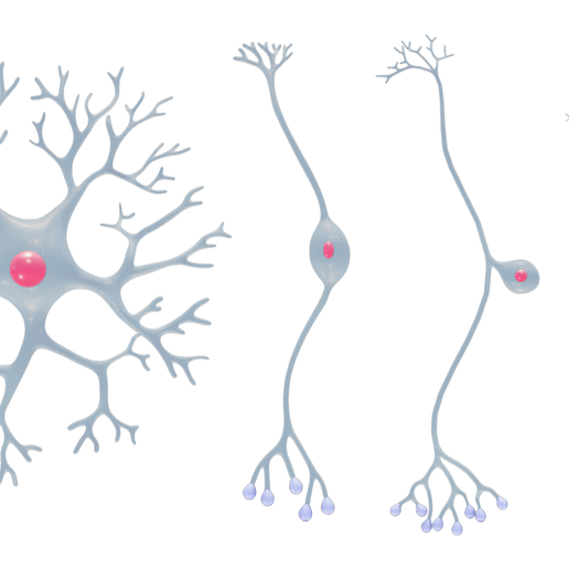 🫀 Las cuatro principales clases anatómicas de neuronas・Archivo 3D para ...