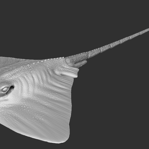 🌐 Stingray・ STL File for ・Cults