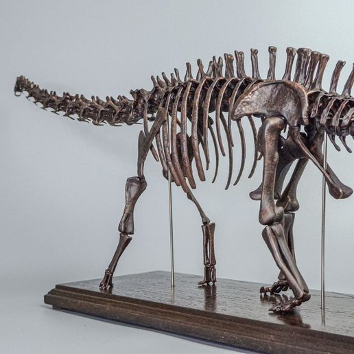 💀 Diplodocus longus Skeleton 3D Model Studio Version・ STL File for 3D ...
