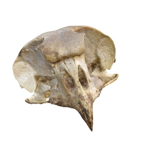 owl skull front